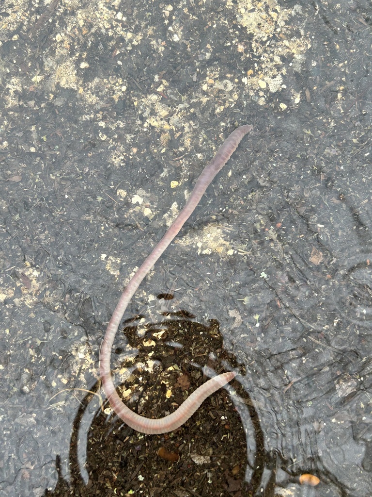 Field Worms from Eastern Illinois University, Charleston, IL, US on ...
