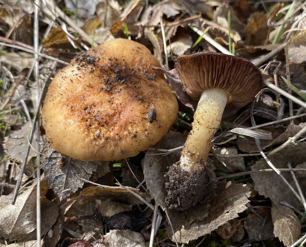 Pholiota foedata from Boise, ID, US on March 02, 2024 at 01:05 PM by Ed ...