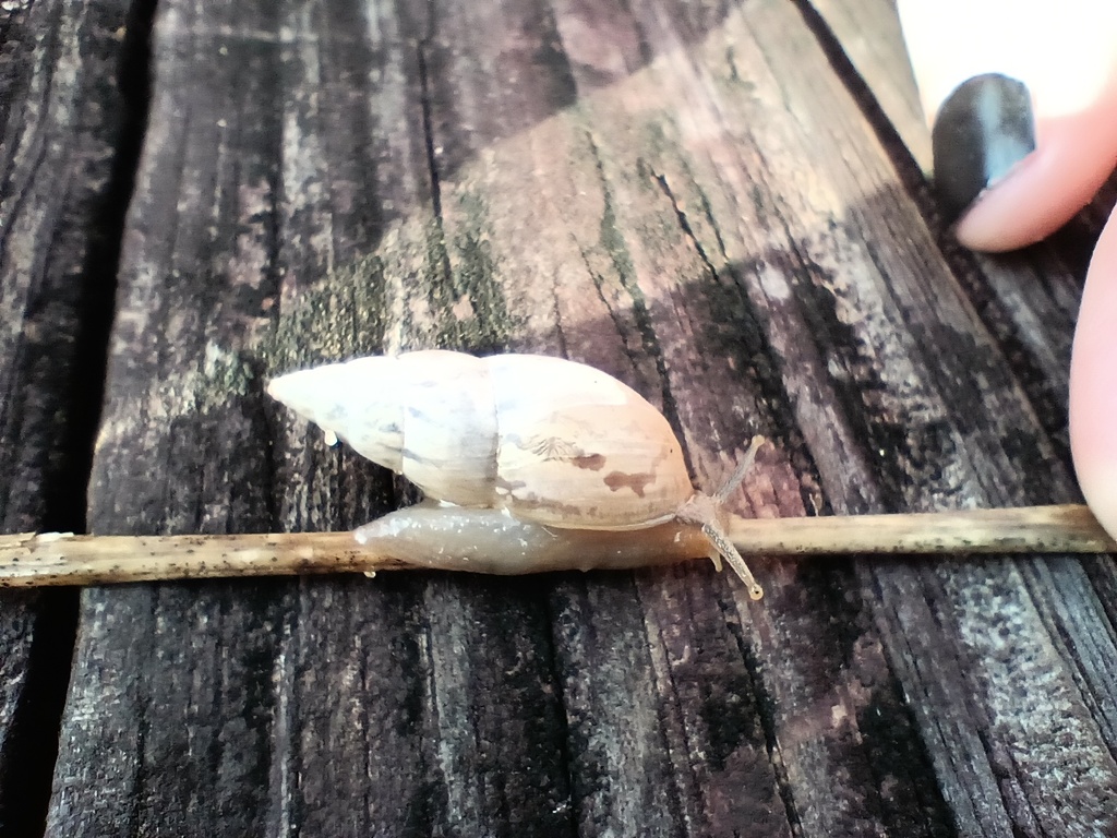 Ghost Bulimulus from Polk County, FL, USA on March 7, 2024 at 08:20 AM ...