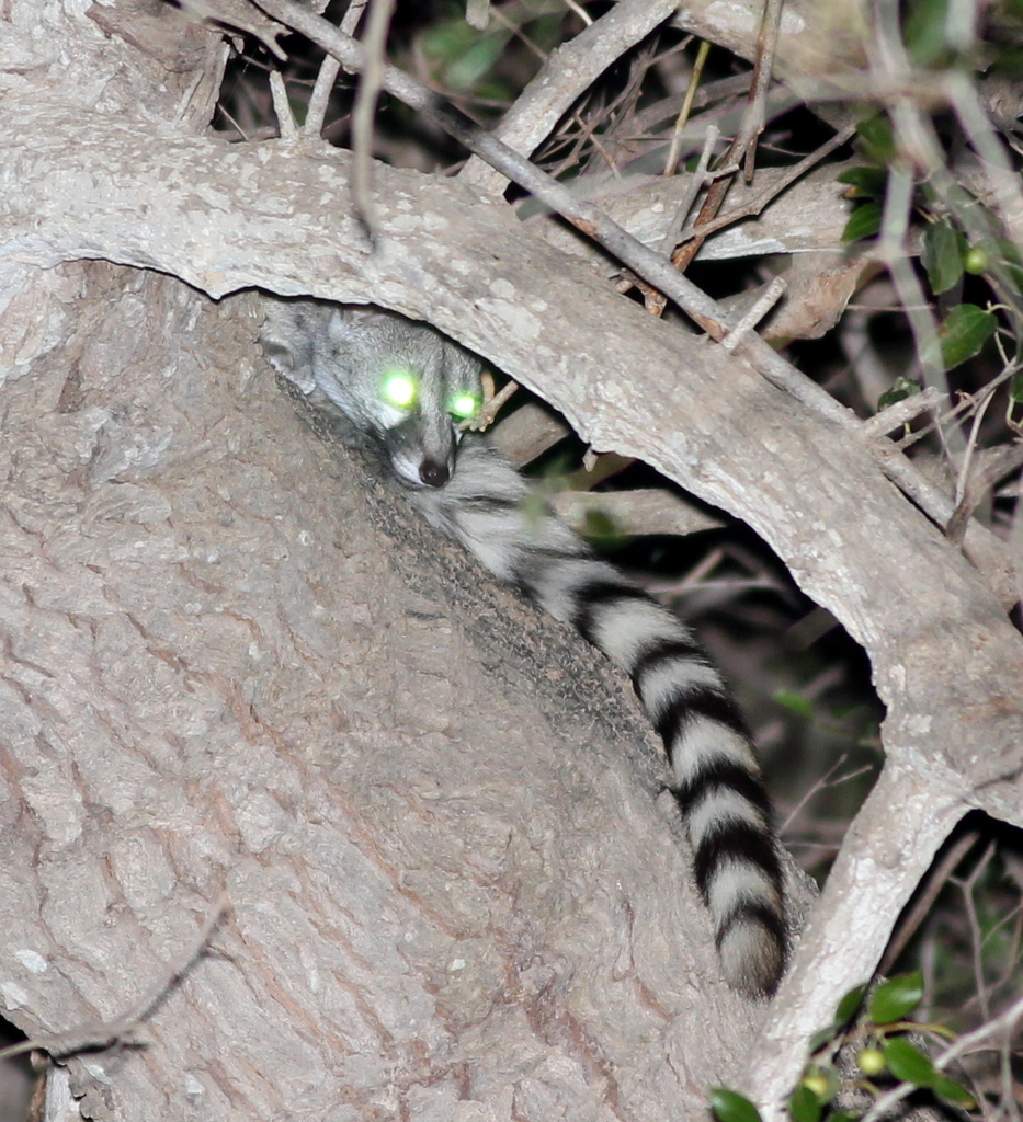 Northern Small-spotted Genet from Dhofar Governorate, Oman on December ...