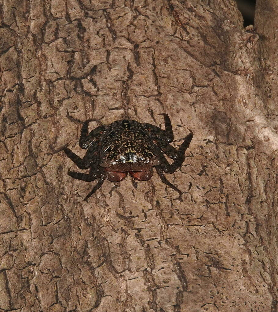 Mangrove Tree Crab from Indian River Lagoon Park, New Smyrna Beach, FL ...
