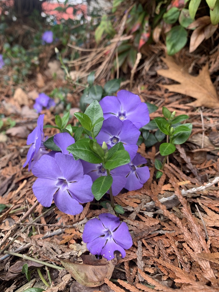 lesser periwinkle from Greensboro Science Center, Greensboro, NC, US on ...
