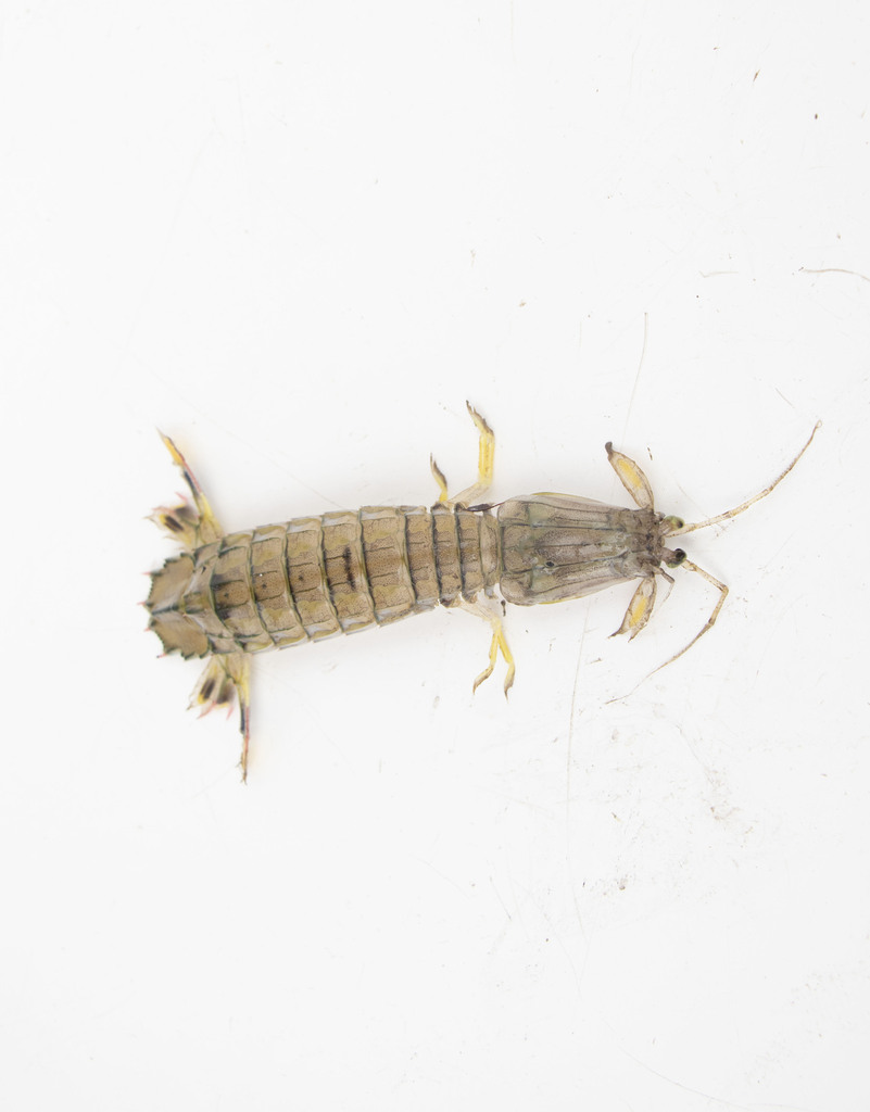 Squilla from Guayaquil, EC-GU, EC on February 29, 2024 at 12:16 PM by ...