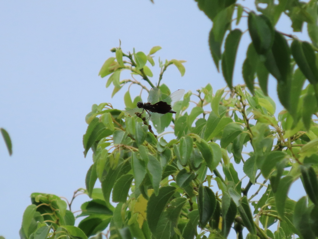 Phantom Flutterer from St Lucia, 3936, South Africa on February 28 ...