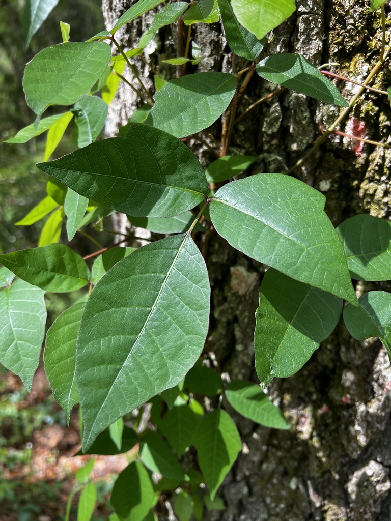 eastern poison ivy from Lettuce Lake Conservation Park, Tampa, FL, US ...