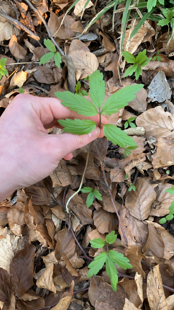 coralroot from Allendorf on March 8, 2024 at 05:34 PM by kai_potter ...