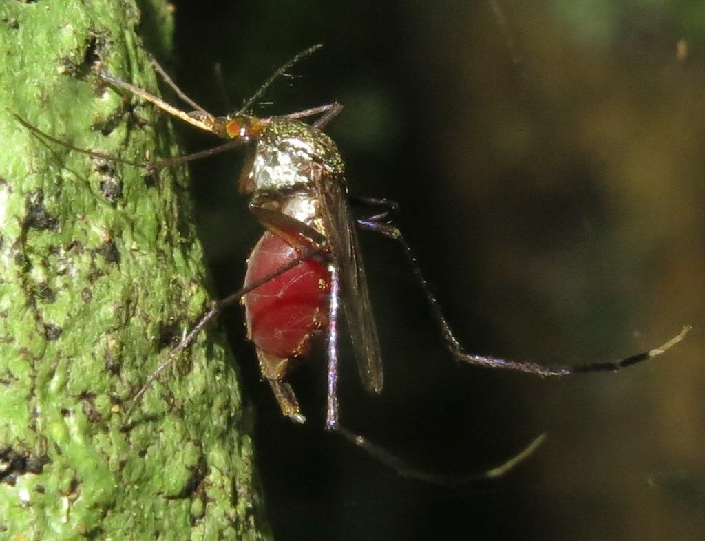 White-footed Woods Mosquito from Manú Province, Peru on October 21 ...