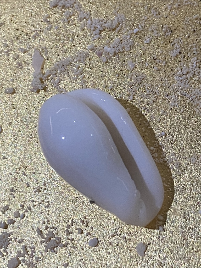 Prunum amabile from Highborne Cay, BS on March 8, 2024 at 08:55 AM by ...