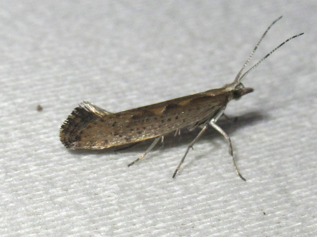 Diamondback Moth from Painted Rock Pictograph Site CG, Maricopa Co., AZ ...