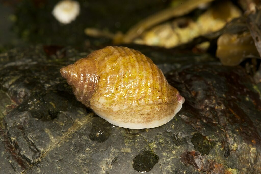 Caramujo (rocky shore Mariana) · iNaturalist