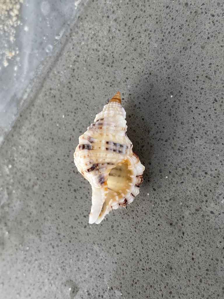 Gold-Mouthed Triton Snail from Highborne Cay, BS on March 8, 2024 at 11 ...