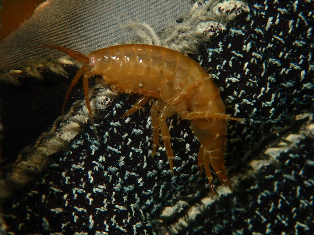 Gammaridae from Guysborough, CA-NS, CA on June 13, 2023 at 10:37 AM by ...