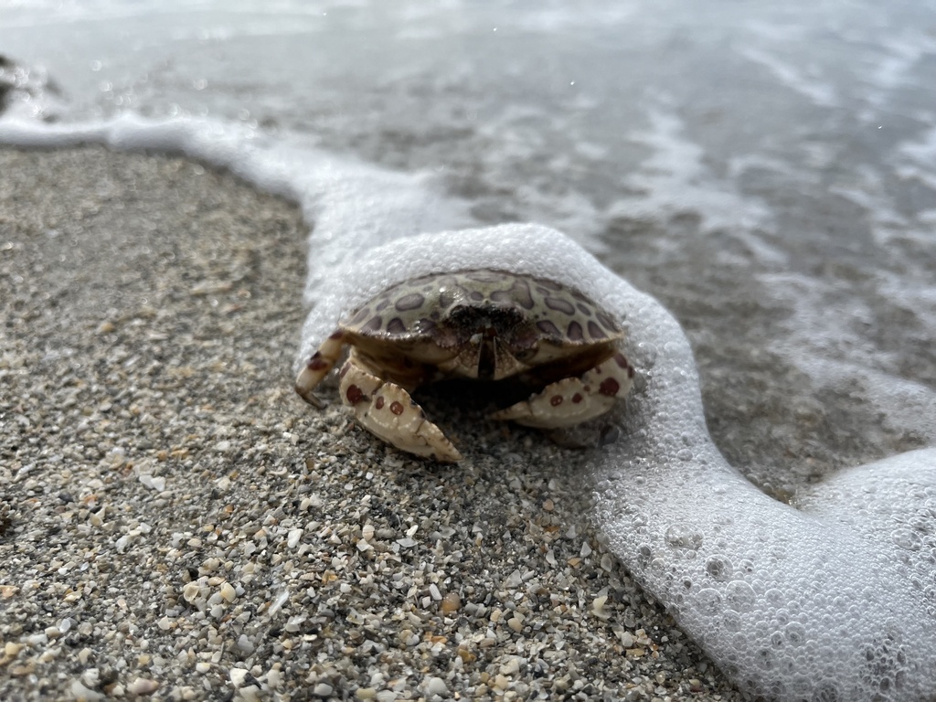 Dolly Varden Crab from Fort De Soto Park, FL, US on March 7, 2024 at 09 ...