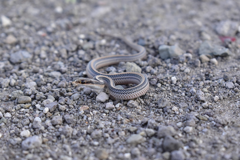 Big Bend Patchnose Snake in August 2023 by Reserva Ecológica ...