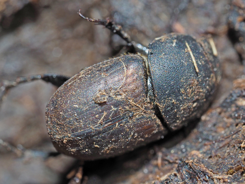 Colobopterus erraticus from Hintere Dalsenalm, Schleching, Chiemgauer ...