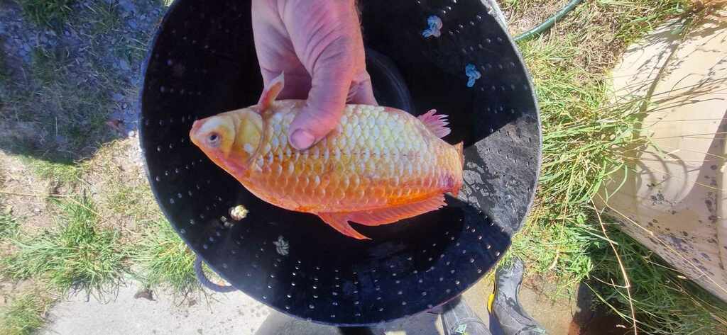 Goldfish from Selwyn District, Canterbury, New Zealand on March 7, 2024 ...