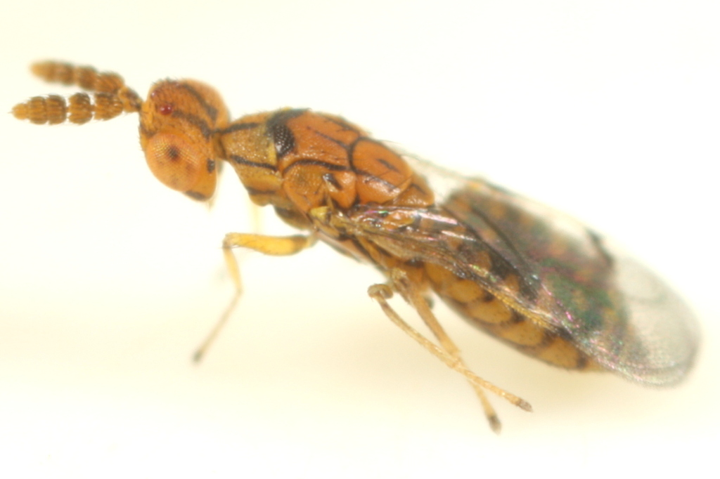Cirrospilus from 1700 Dogwood Mile St, Laurinburg, NC 28352, USA on May ...