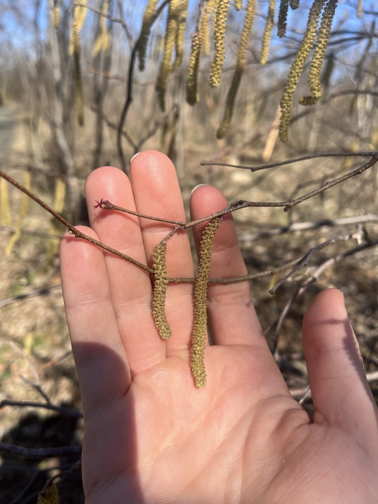 beaked hazelnut from Idlewild Park, New York, NY, US on March 8, 2024 ...