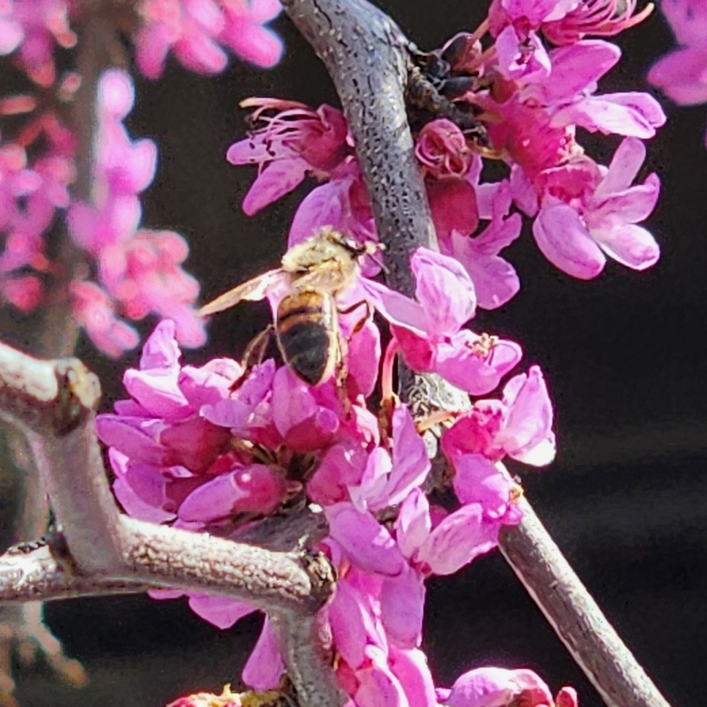 Western Honey Bee from Rosedale, Austin, TX 78756, USA on March 8, 2024 ...