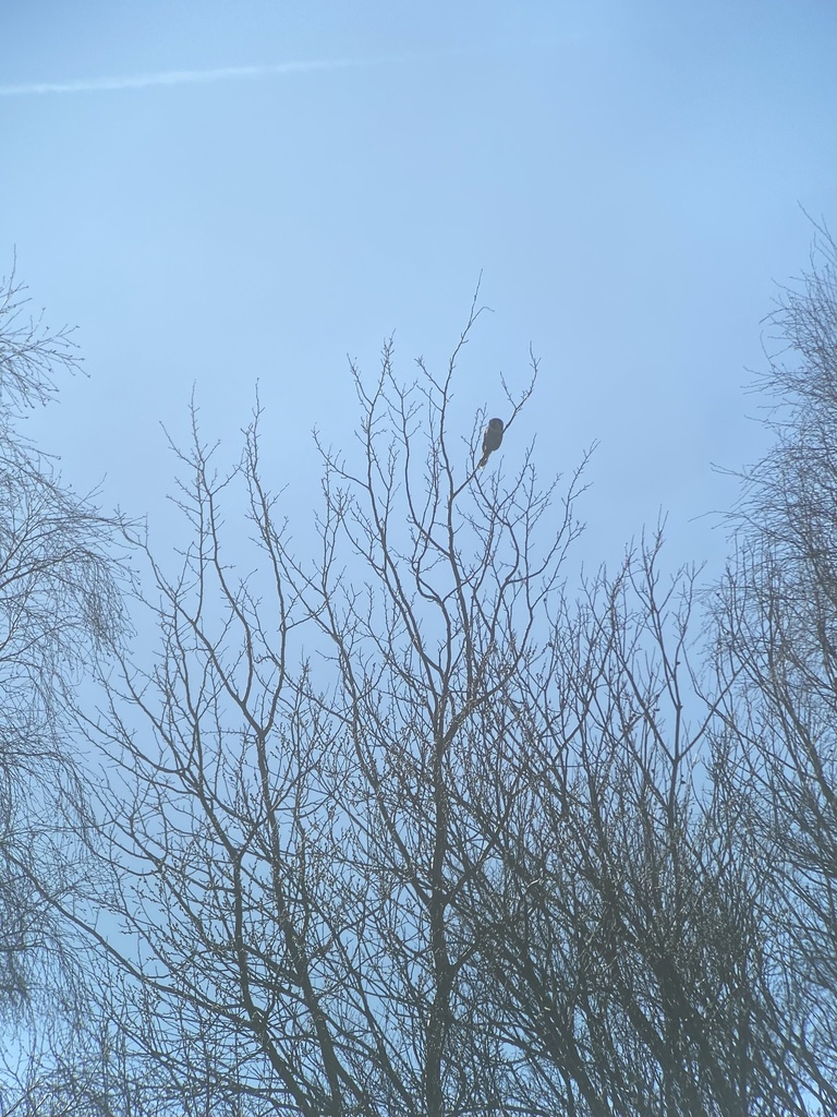Northern Hawk Owl from Vallda Sandö, Vallda, N, SE on March 8, 2024 at ...