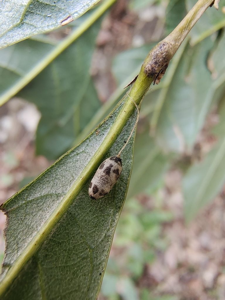 Charops from Yichun, CN-JX, CN on March 8, 2024 at 01:55 PM by ...