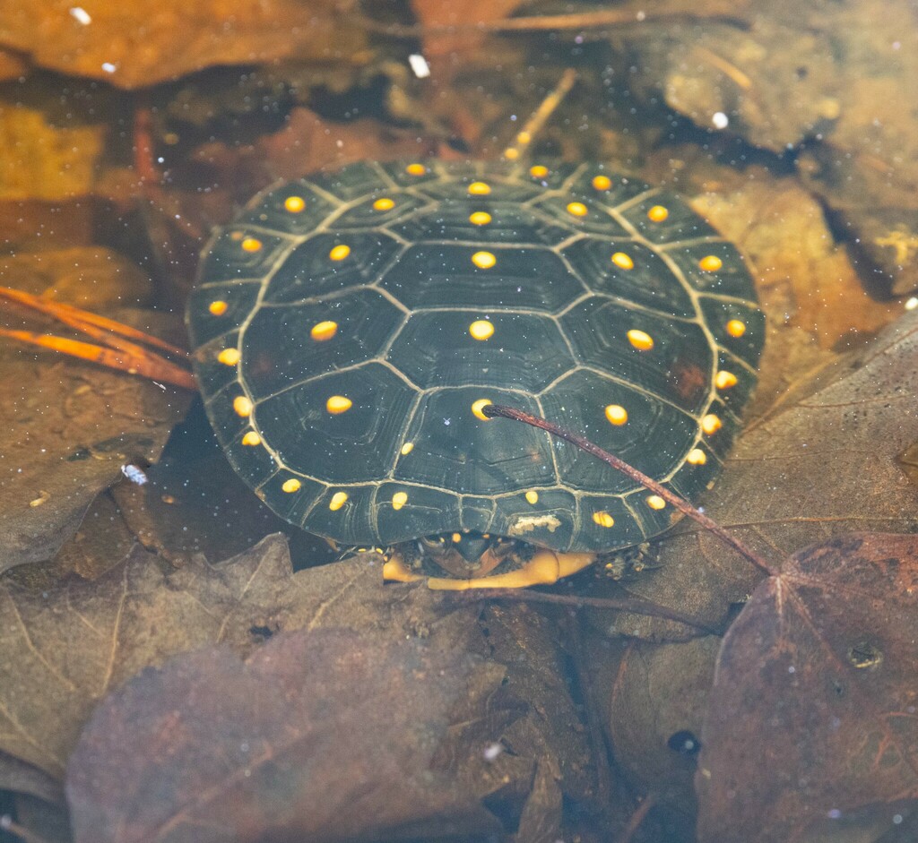 Spotted Turtle in March 2024 by Amy Padgett · iNaturalist