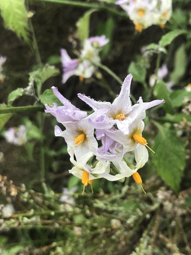 greenspot nightshade (RCTC) · iNaturalist