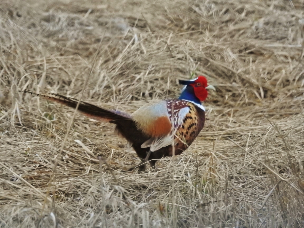 Ring-necked Pheasant from Ashland County, OH, USA on March 8, 2024 at ...