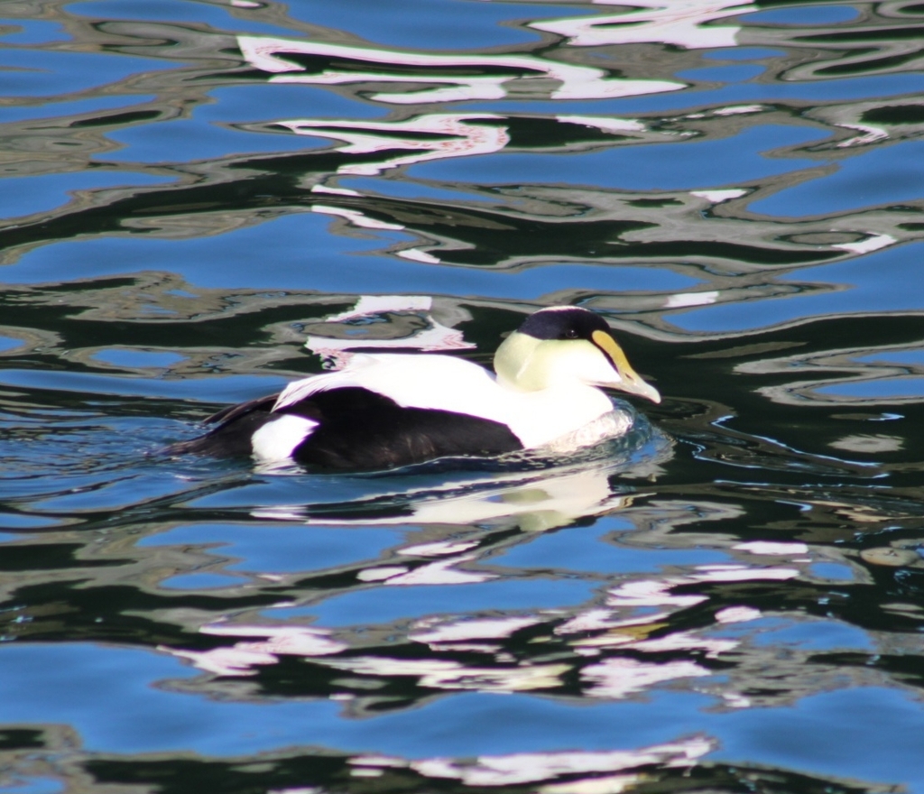 Common Eider from Newport, RI 02840, USA on March 8, 2024 at 10:41 AM ...