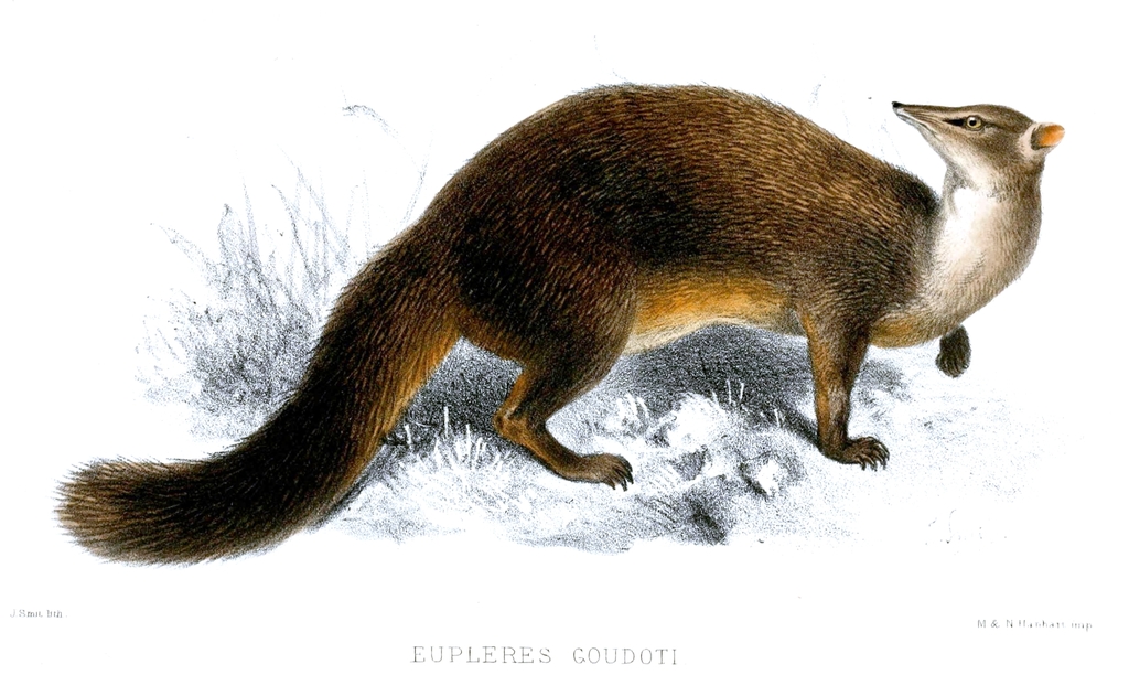Falanouc (Eupleres goudotii) - Know Your Mammals