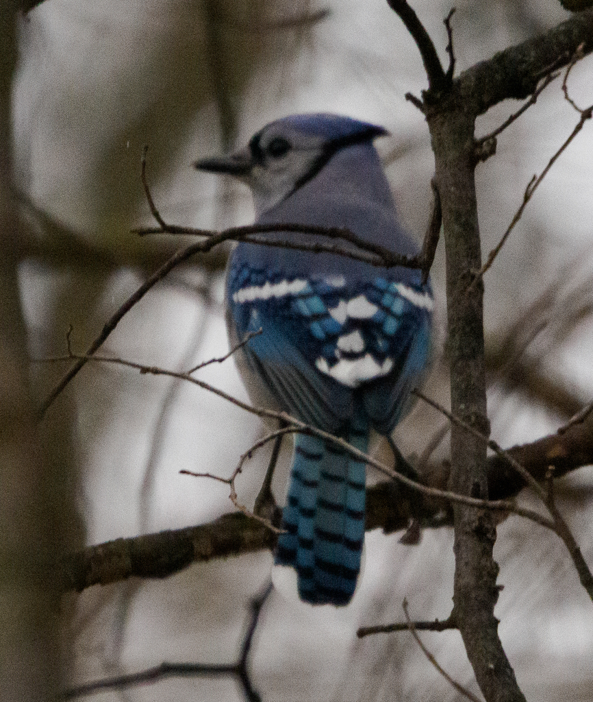 Blue Jay from Whetstone, Columbus, OH 43214, USA on March 8, 2024 at 04 ...