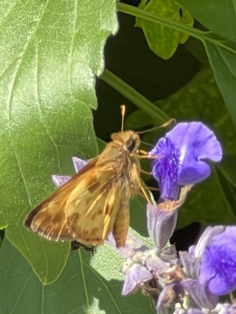 Zabulon Skipper from Central Park, New York, NY, US on August 11, 2023 ...