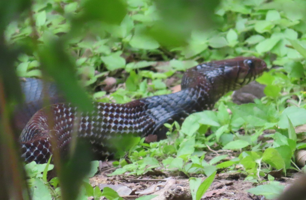 Central American Indigo Snake in March 2024 by Andy Goerdel - Texas ...