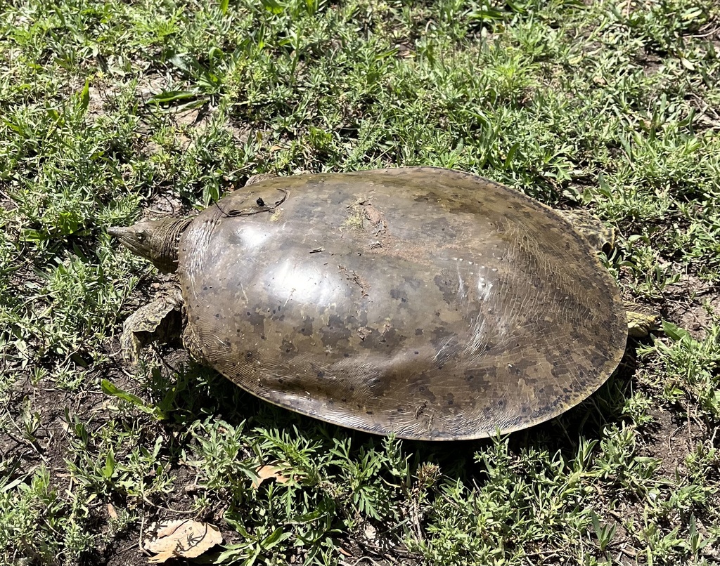 Spiny Softshell from Standley Lake Regional Park, Westminster, CO, US ...