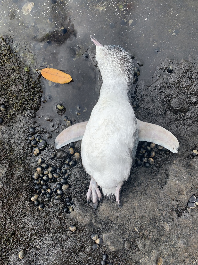 Little Penguin from Hauraki Gulf/Tīkapa Moana, Orakei Ward, Auckland ...