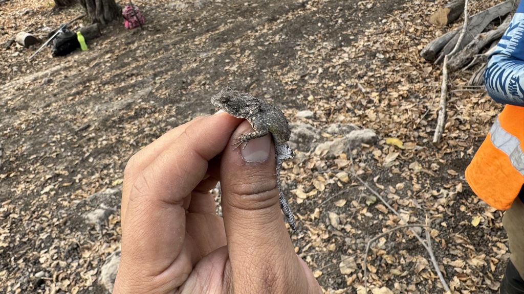Tree and Bush Lizards from La Concordia, Chis., MX on January 4, 2024 ...