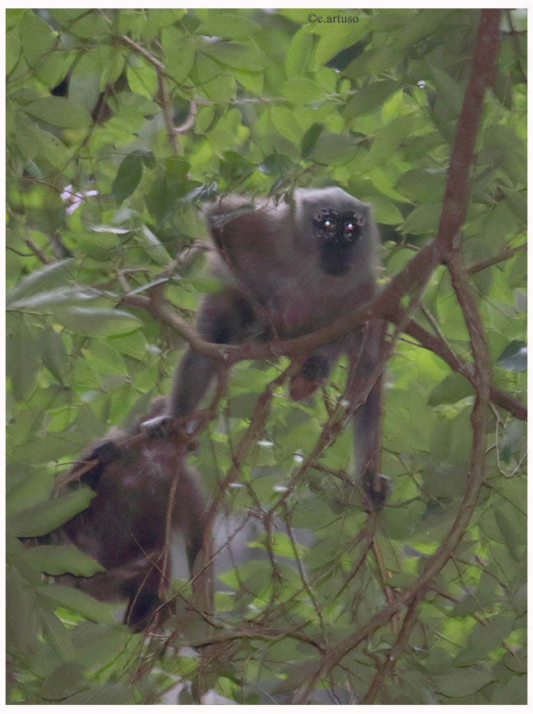 Moor Macaque (Macaca maura) - Know Your Mammals