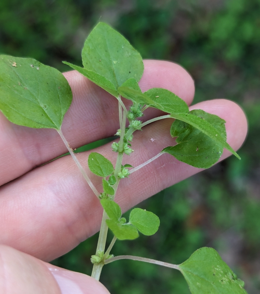 Florida Pellitory from Us Hwy 19 N + 84th Ave N, Pinellas Park, FL ...