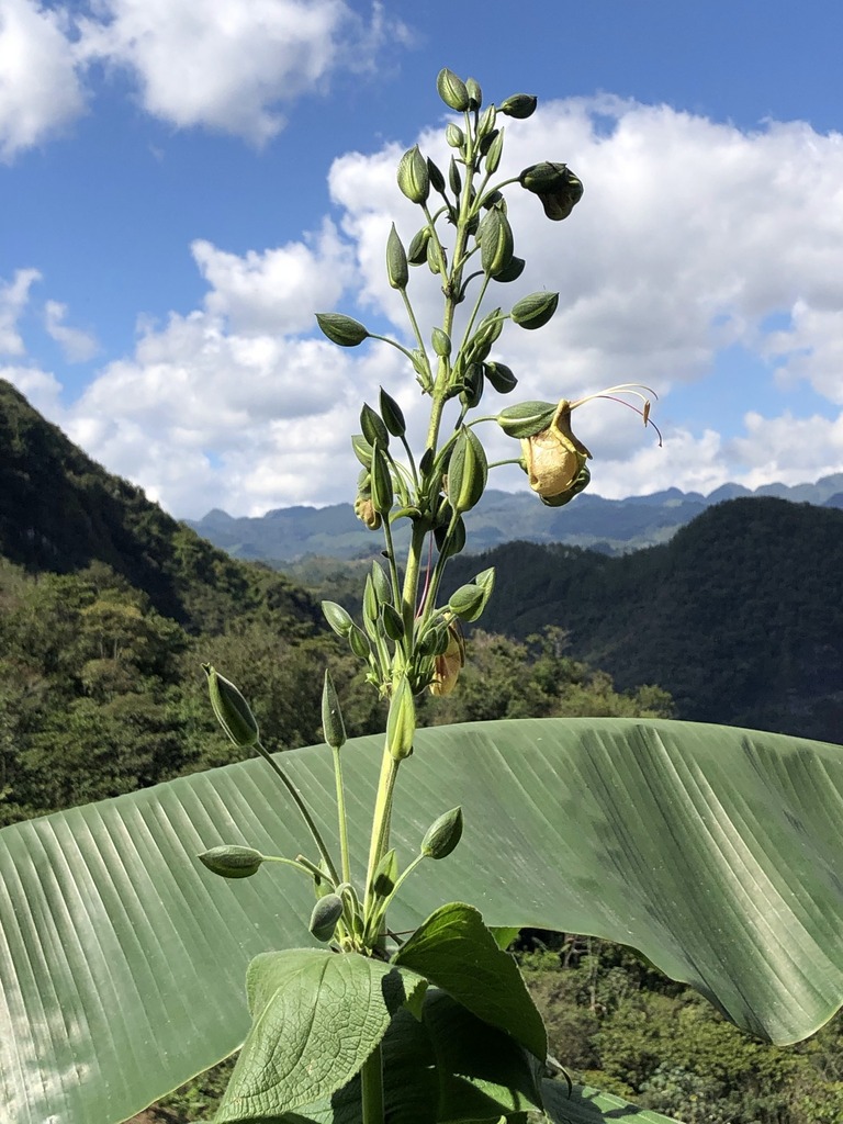 Louteridium in February 2024 by J.R. Kuethe (Yero) · iNaturalist