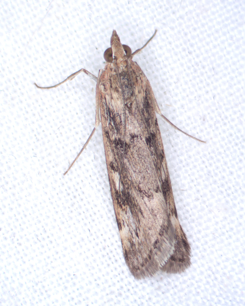 Cotton Web Spinner from Gordon VIC 3345, Australia on March 9, 2024 at ...