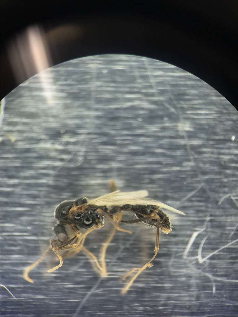 Ants from graham county kansas on June 24, 2017 by Ryan Donnelly ...