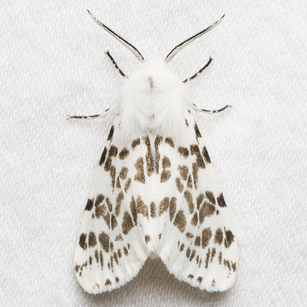 Fall Webworm Moth (Braddock's Trail Park, NHT) · iNaturalist