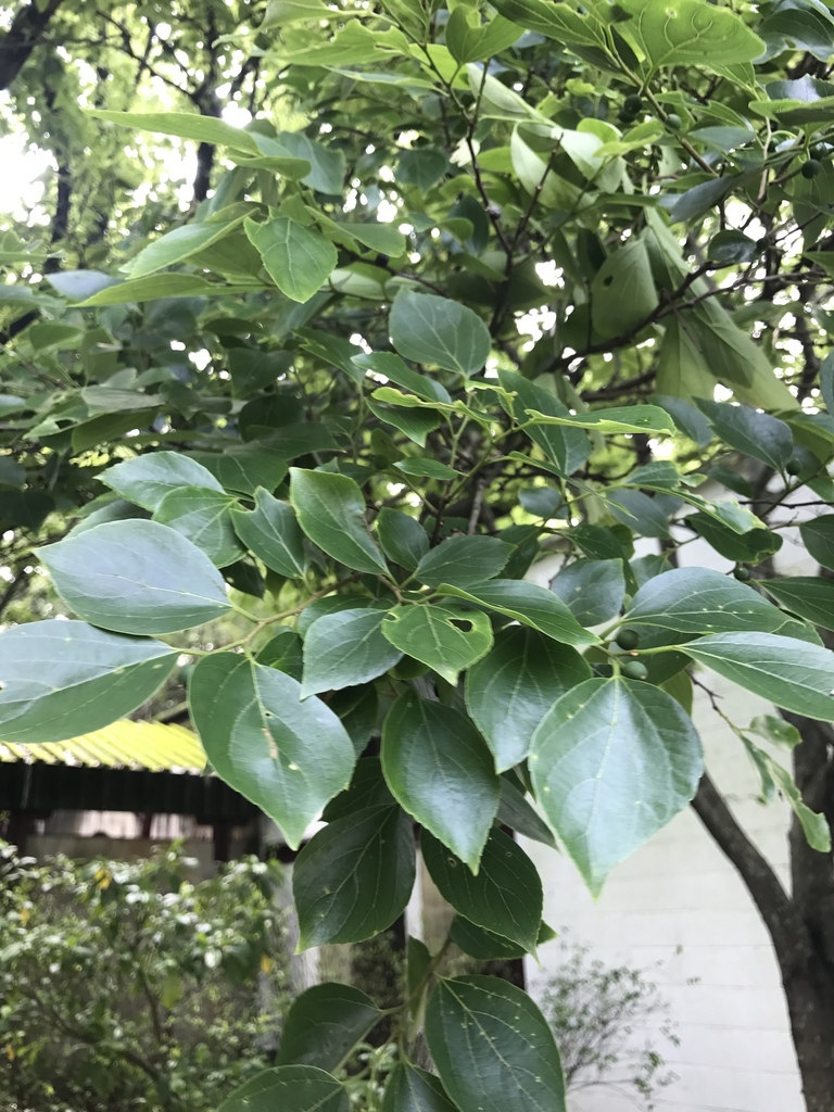 Chinese Hackberry from 30074, 東區, , TW on April 22, 2019 at 09:56 AM by ...