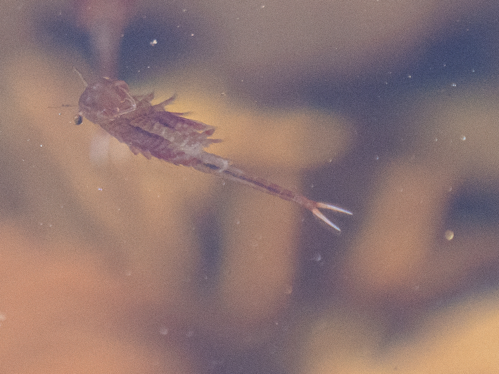 Eubranchipus in March 2024 by barbarac99 · iNaturalist