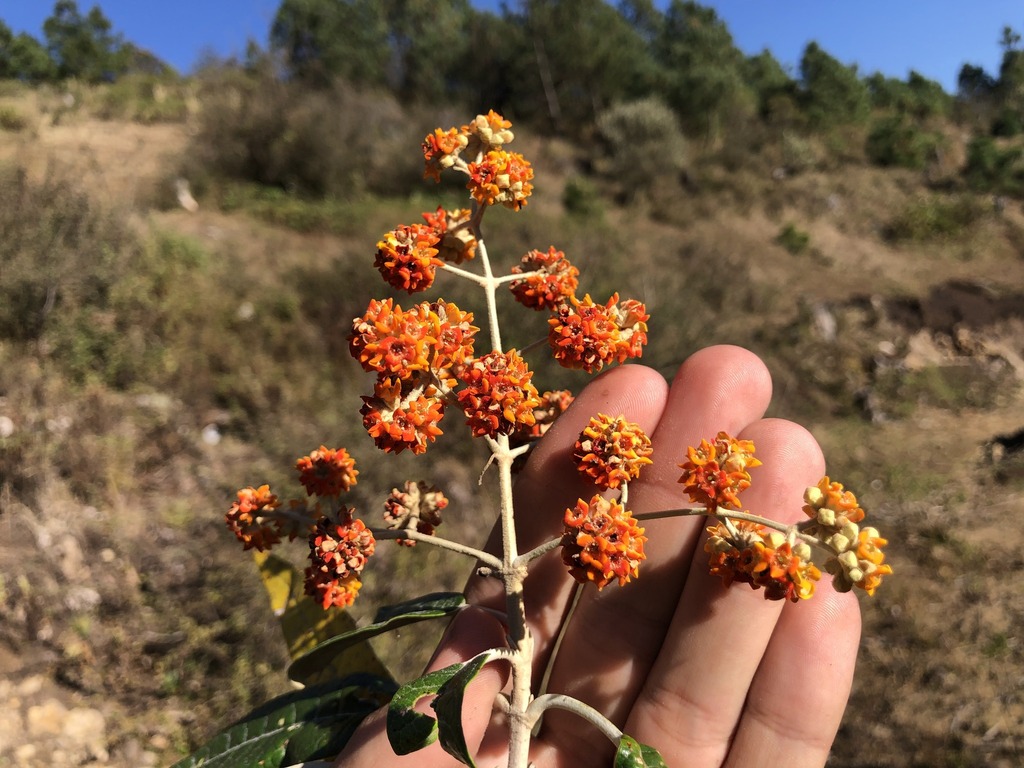 Buddleja megalocephala in February 2024 by J.R. Kuethe · iNaturalist