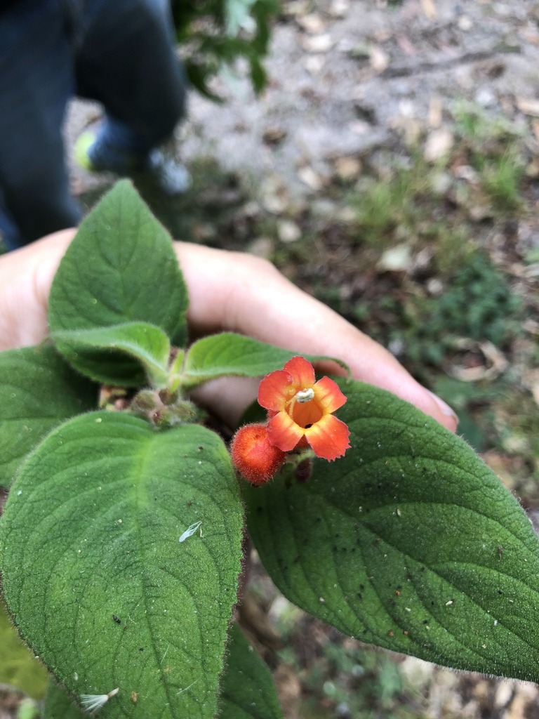 Moussonia deppeana from Esquipulas Palo Gordo, Guatemala on February 24 ...