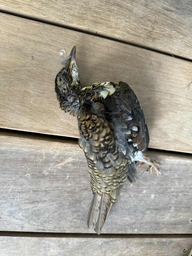 Bassian Thrush from Keoghs Rd, Kangaroo Valley, NSW, AU on March 9 ...