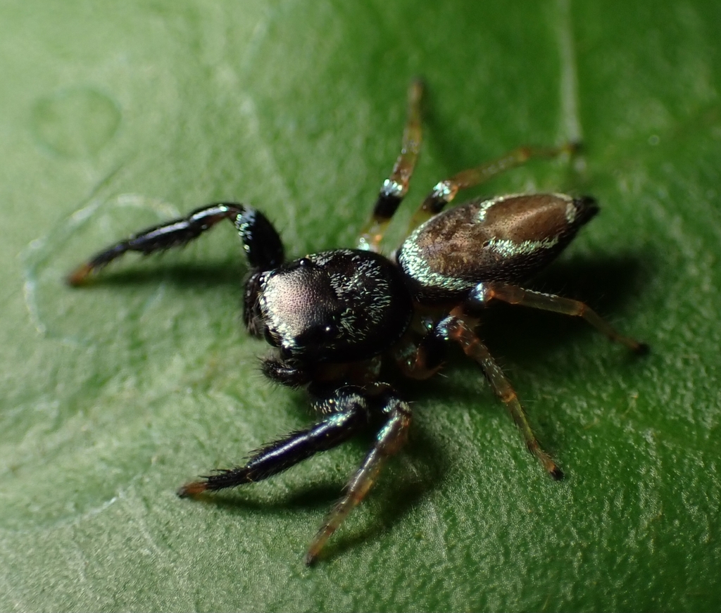 Metallic blue jumper from Q37J+HG9, Ton Pao, San Kamphaeng District ...