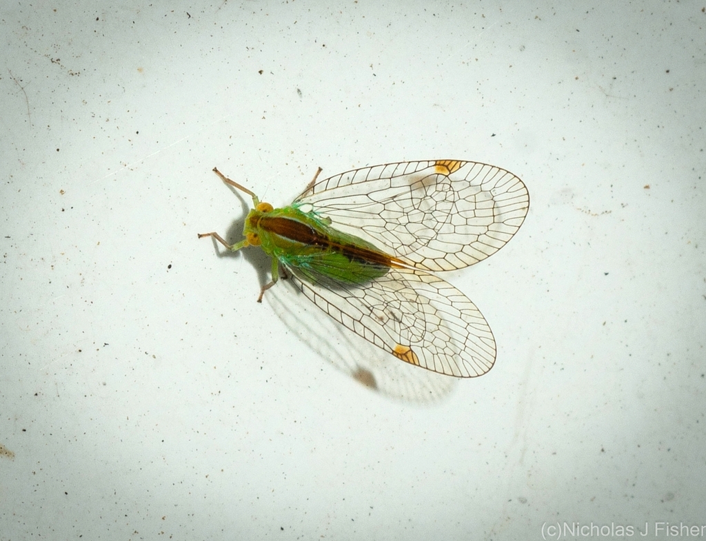 Nurunderia chrysopoides from Mummulgum NSW 2469, Australia on March 8 ...