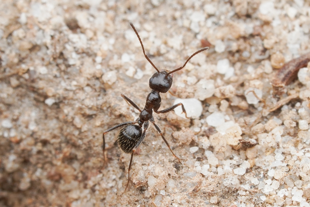 Small pugnacious ant from Silver Mine (Nature Reserve), Cape Town ...